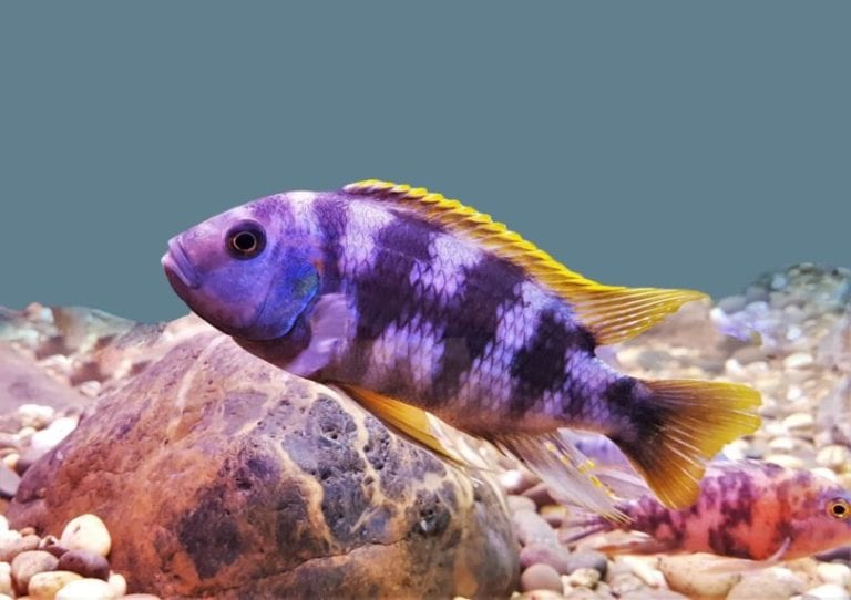 Mbuna Cichlids: Care Guide, Varieties & Lifespan (With Pictures ...