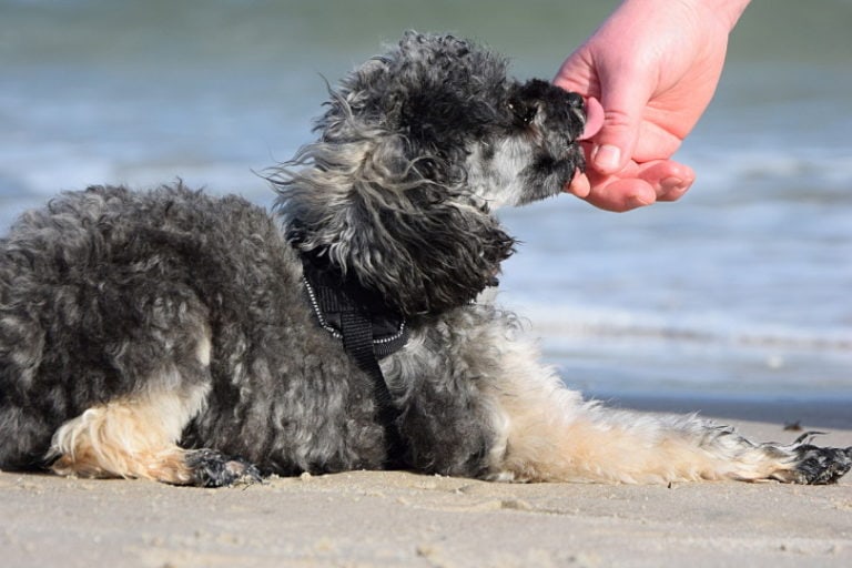 How to Train a Poodle (8 Great Tips and Tricks) | Hepper Pet Resources