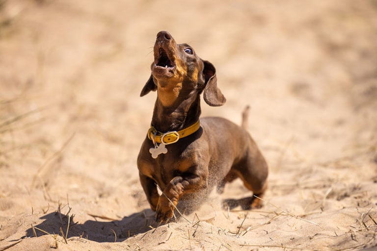 11 Fascinating Dachshund Facts You Need to Know! | Hepper Pet Resources