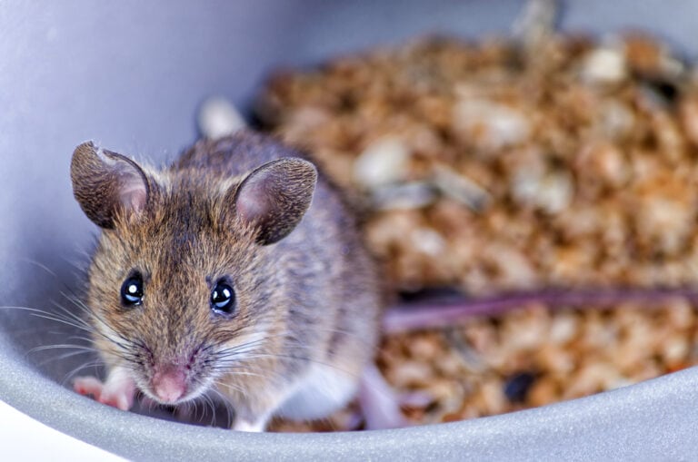 Hamster vs. Mouse: Differences Explained (Vet-Verified Info With ...