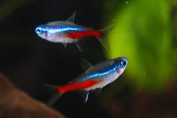 25 Great Nano Fish for Small Fish Tanks (with Pictures) | Hepper Pet ...