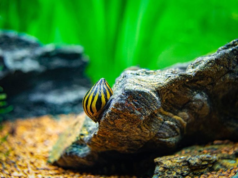 10 Types of Freshwater Aquarium Snails (With Info & Pictures) | Hepper ...