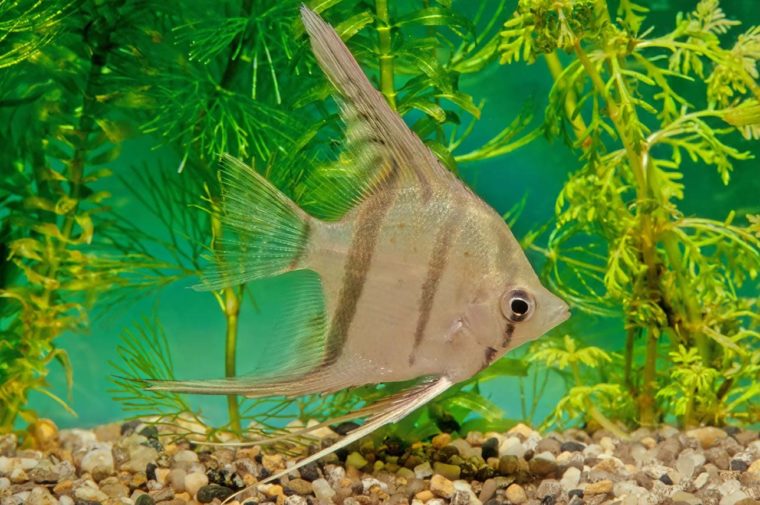 14 Best Tank Mates for Angelfish (With Pictures) | Hepper Pet Resources