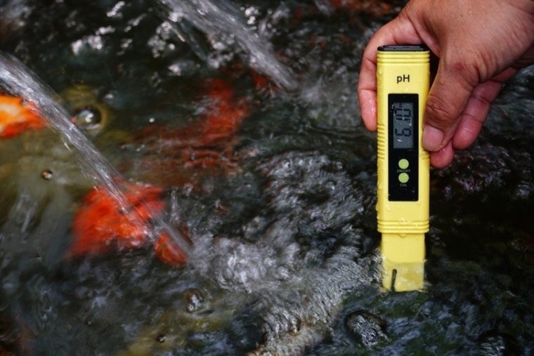 Ideal pH Level for Betta Fish: Our Vet Explains | Hepper Pet Resources