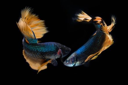 How to Breed Betta Fish: Vet-Approved A to Z Guide (with Pictures ...