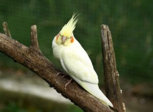 200+ Cockatiel Names: Awesome Names for Your Unique Bird | Hepper Pet ...