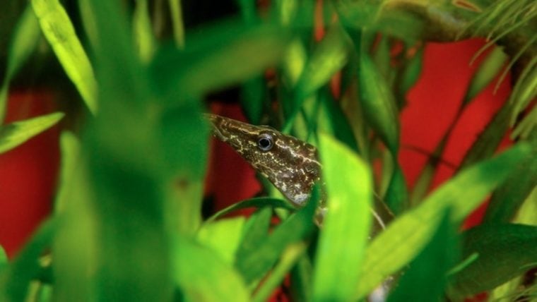 10 Types of Freshwater Eels for Your Home Aquarium: Info, Pictures ...