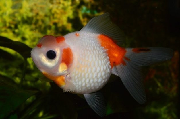 Pearlscale Goldfish: Pictures, Size, Care, Tank Setup, & More | Hepper ...