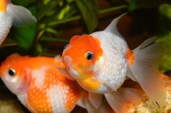 18 Rare & Expensive Goldfish (With Pictures) | Hepper Pet Resources