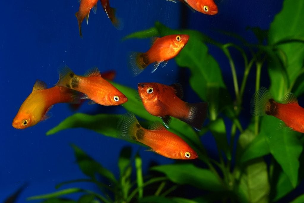 14 Best Tank Mates for Angelfish (With Pictures) | Hepper Pet Resources
