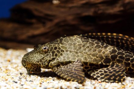 Sucker Fish: Pictures, Size, Care, Tank Setup & More | Hepper Pet Resources