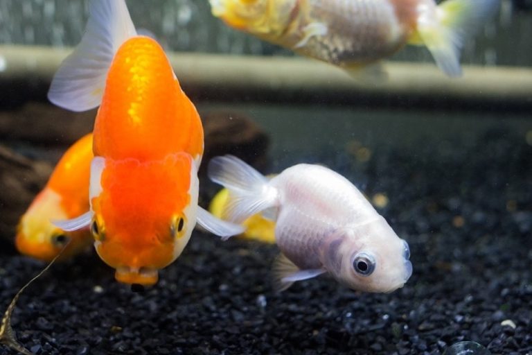 How to Tell the Gender of a Goldfish: Top 5 Methods to Sex Your Fish ...