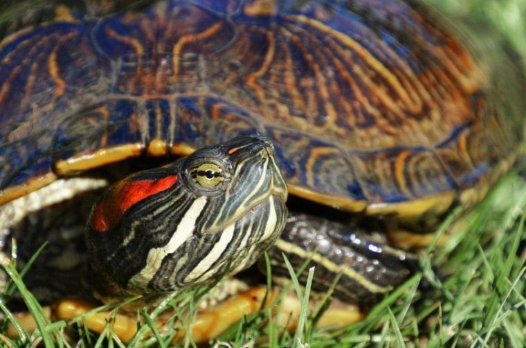 How Long Can Turtles Stay Out of Water? Vet-Reviewed Facts | Hepper Pet ...
