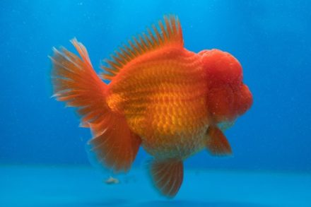18 Rare & Expensive Goldfish (With Pictures) | Hepper Pet Resources