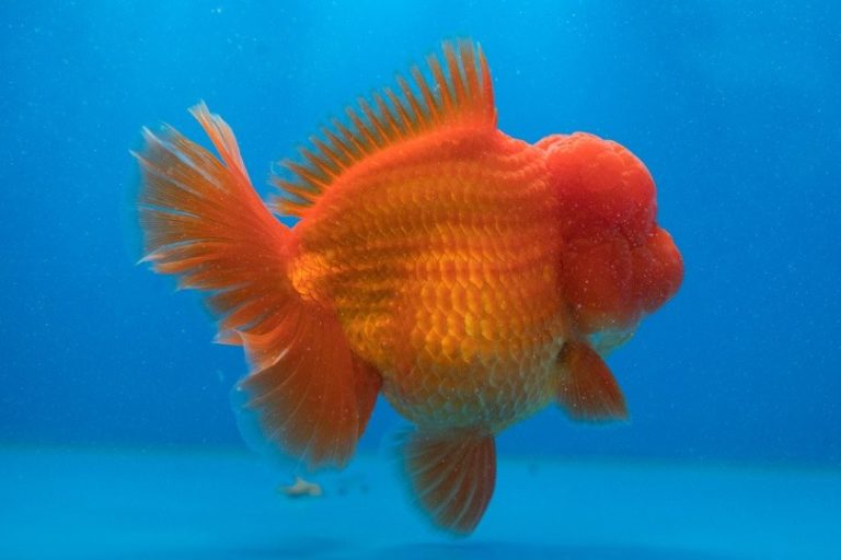 18 Rare & Expensive Goldfish (With Pictures) | Hepper Pet Resources