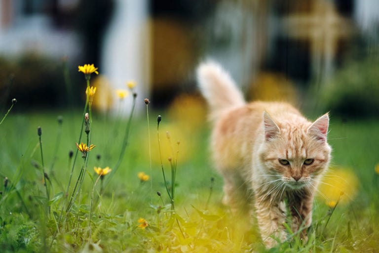 200+ Stray Cat Names: Ideas for Roaming Cats | Hepper Pet Resources