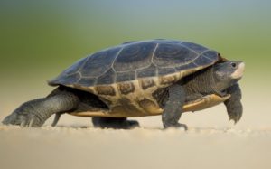 How to Clean a Turtle’s Shell: Vet-Reviewed Steps & Tips | Hepper Pet ...