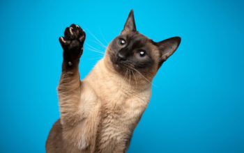 Do Cat Paw Pads Change Color? Vet-Approved Feline Facts | Hepper Pet ...