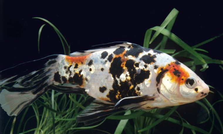 18 Rare & Expensive Goldfish (With Pictures) | Hepper Pet Resources