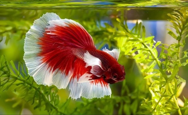 Rosetail Betta Fish (Rose Petal): Info, Pictures, Lifespan & More ...