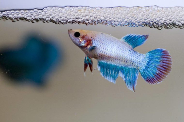 The Natural Habitat of Betta Fish: History, Diet & FAQs | Hepper Pet ...