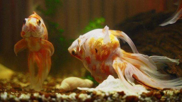 Why Is My Goldfish Dead? 6 Common Reasons | Hepper Pet Resources
