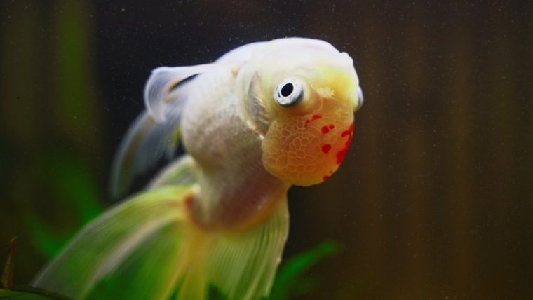 Do Goldfish Sleep? Here's How to Tell by These 3 Strange Habits ...