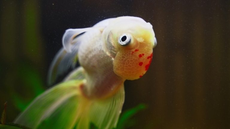 Do Goldfish Sleep? Here's How to Tell by These 3 Strange Habits ...