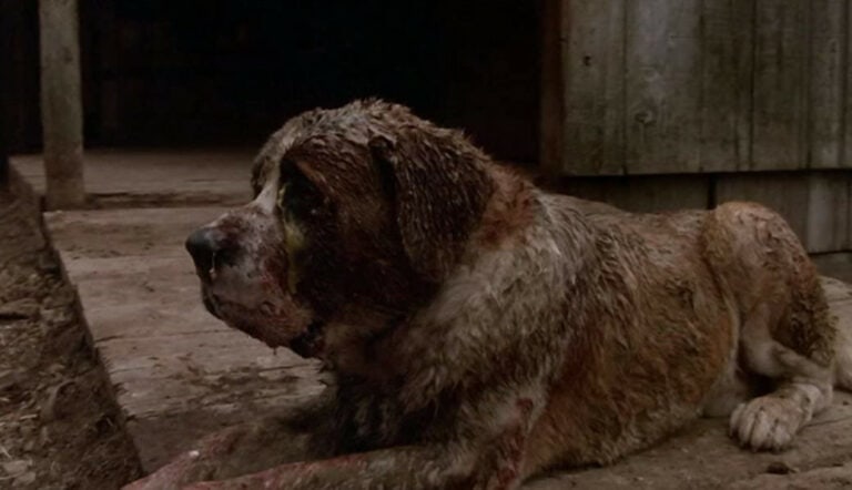 What Kind of Dog Was Cujo? Famous Dogs Presented | Hepper Pet Resources