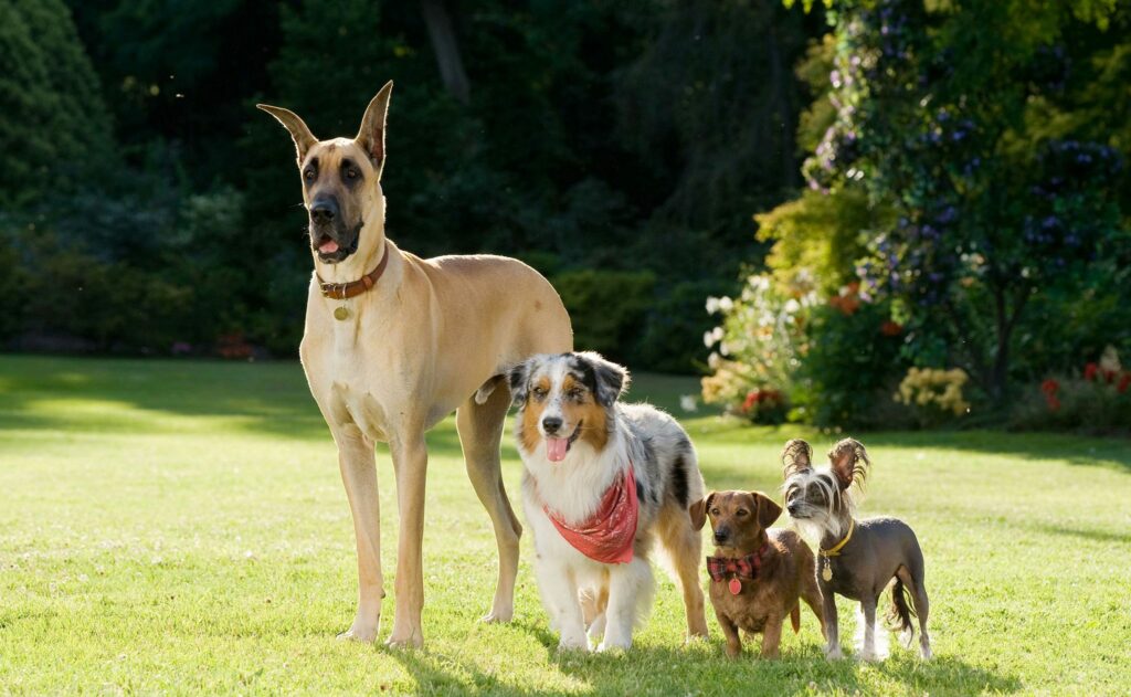What Kind of Dog Is Marmaduke? Famous Dogs Presented | Hepper Pet Resources