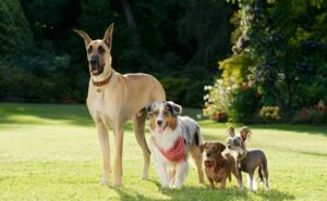 What Kind of Dog Is Marmaduke? Famous Dogs Presented | Hepper Pet Resources