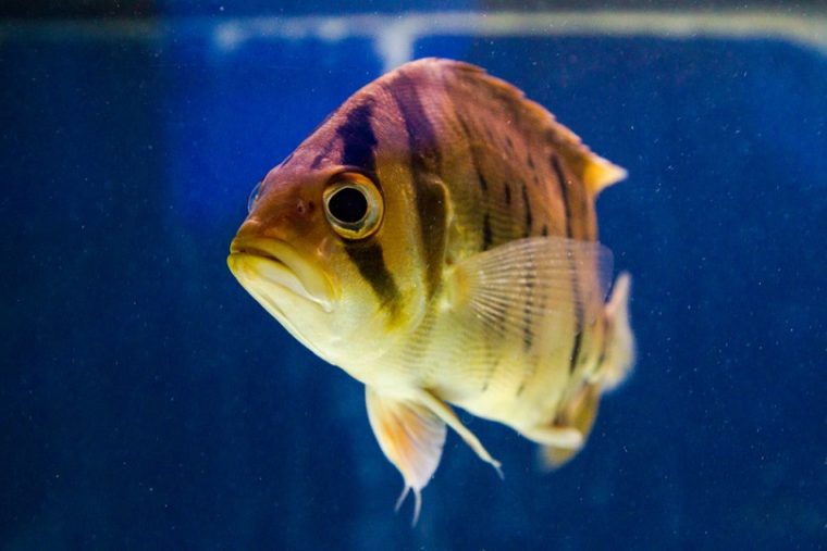 Can Fish Smell? Vet-Approved Facts & FAQ | Hepper Pet Resources