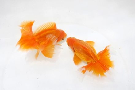 Tosakin Goldfish: Pictures, Size, Care, Tank Setup & More | Hepper Pet ...