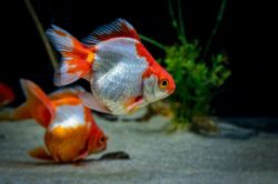 18 Rare & Expensive Goldfish (With Pictures) | Hepper Pet Resources