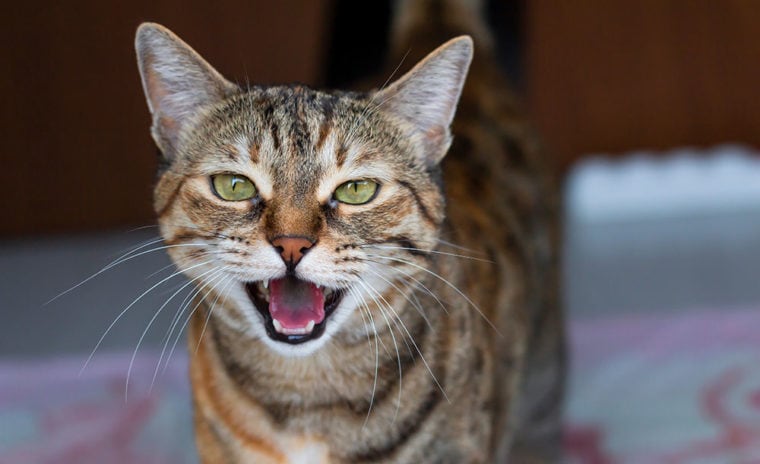 Why My Cat Goes Into Another Room and Meows? 9 Vet-Approved Reasons ...