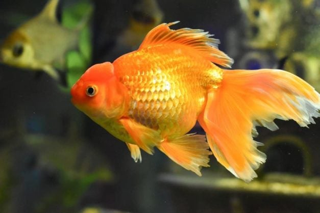 Goldfish Fry: The Ultimate Guide to Raising Your Fish Babies | Hepper ...