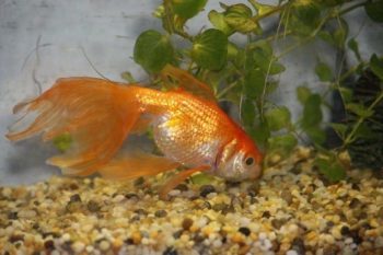 Do Goldfish Sleep? Here's How to Tell by These 3 Strange Habits ...