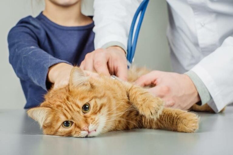 Can A Cat Recover From Hind Leg Paralysis? Our Vet Explains | Hepper ...