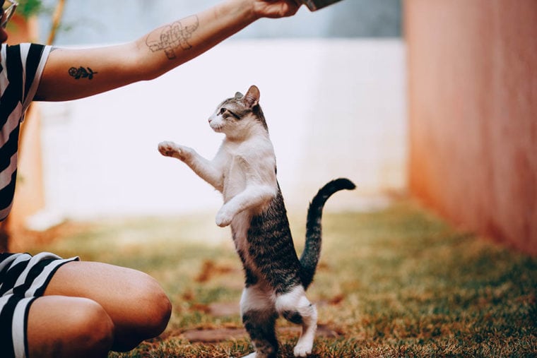 Can a Feral Cat Be Tamed? Our Comprehensive Guide | Hepper Pet Resources