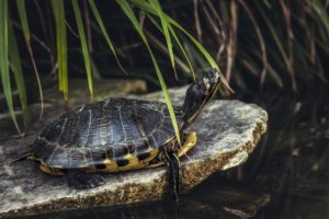 Yellow-Bellied Slider Turtle: Pictures, Facts, Diet & Care Guide ...