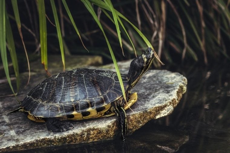 Yellow-Bellied Slider Turtle: Pictures, Facts, Diet & Care Guide ...