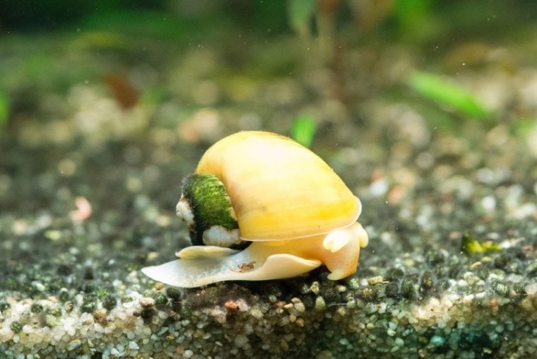How to Tell if an Aquarium Snail is Dead or Just Sleeping: 4 Vet ...