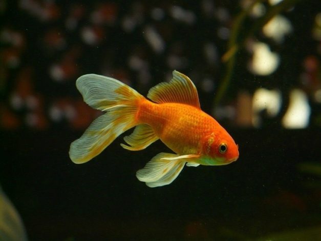 How to Tell the Gender of a Goldfish: Top 5 Methods to Sex Your Fish ...