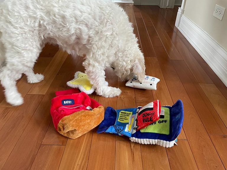 What Comes in a BarkBox: 7 Common Items | Hepper Pet Resources