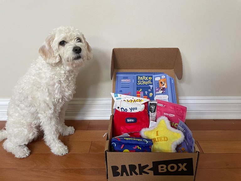 What Comes in a BarkBox: 7 Common Items | Hepper Pet Resources