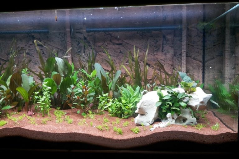 Aquascaping for Beginners: Guide, Tips, Tricks & FAQ (With Pictures ...