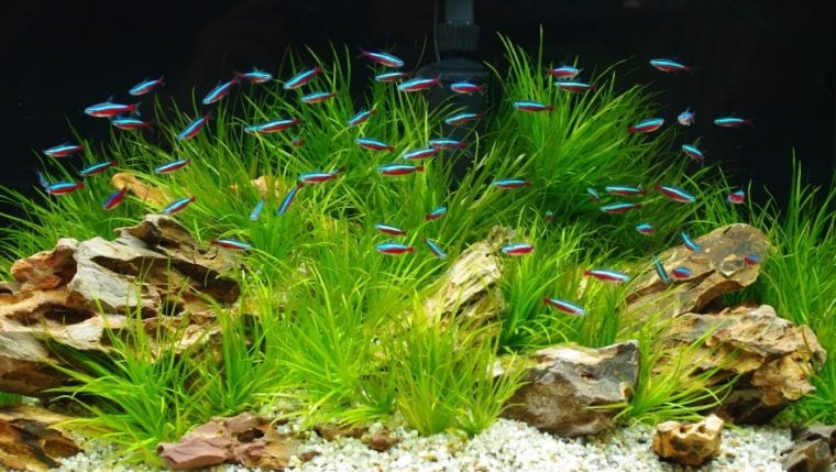 Great Tank Mates for Glofish Tetras: Pictures, Facts & Care Guide ...