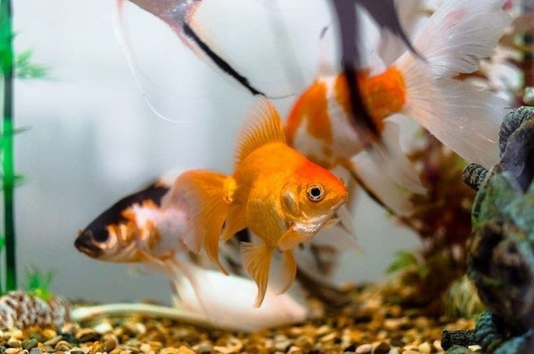 How to Tell the Gender of a Goldfish: Top 5 Methods to Sex Your Fish ...