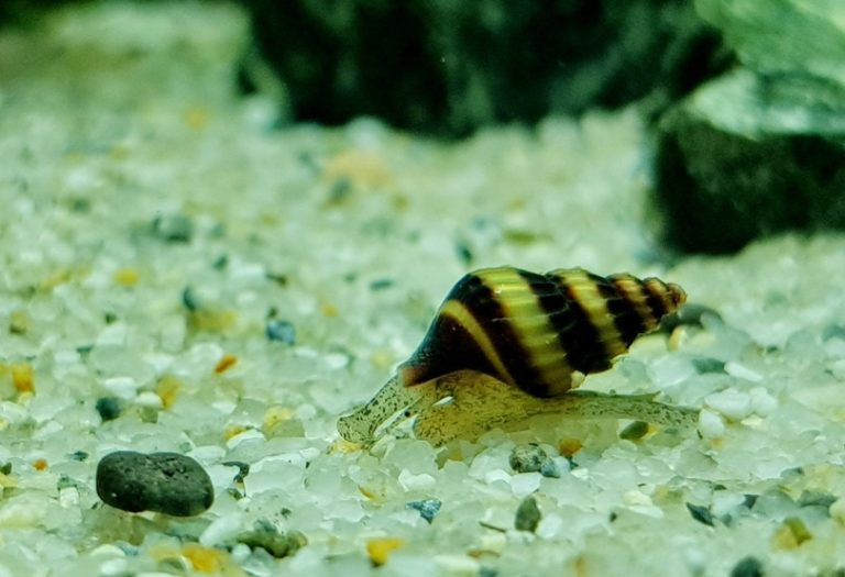 10 Types of Freshwater Aquarium Snails (With Info & Pictures) | Hepper ...