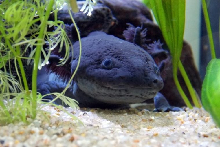 Where Did Axolotls Come From? Origin, History & Vet Approved Facts ...